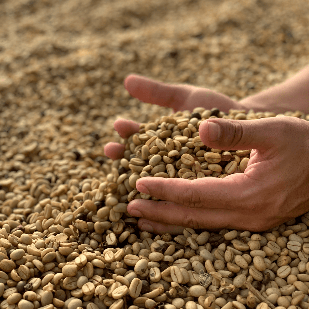 Comparing Ethyl Acetate and Mountain Water Process Decaffeination for ...