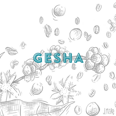 The Alluring World of Gesha Coffee: Everything You Need to Know About ...